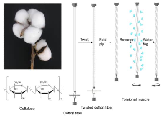 Cotton yarn flexes its muscles – Physics World