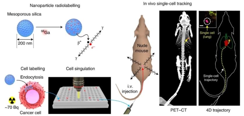 GPS for cancer cells: PET tracks real-time migration of single ...