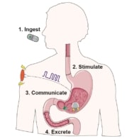 Tiny ingestible capsule helps treat gastrointestinal disorders ...