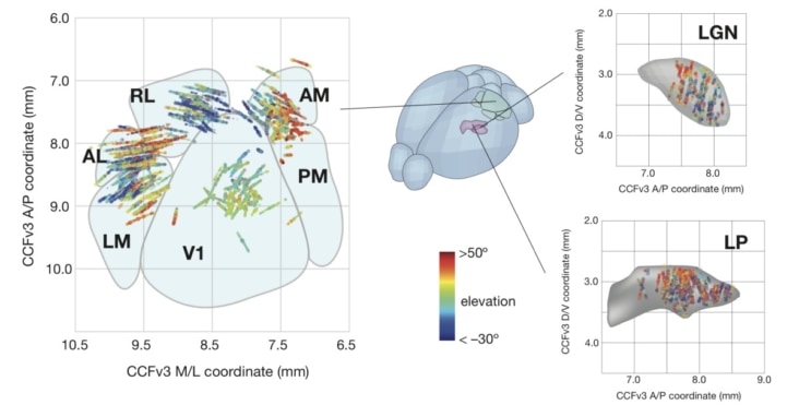 Tracking traffic patterns in the mouse brain – Physics World