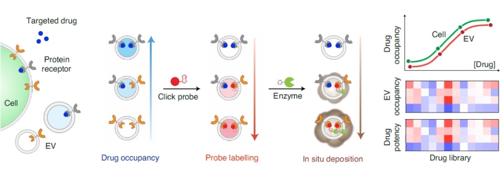 ExoSCOPE monitors cancer treatment in real-time at the molecular level ...