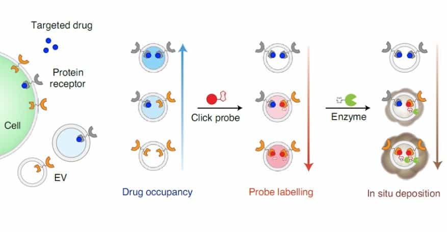 ExoSCOPE monitors cancer treatment in real-time at the molecular level ...