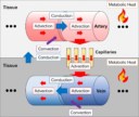 Personalized brain temperature maps created using MRI and biophysical ...