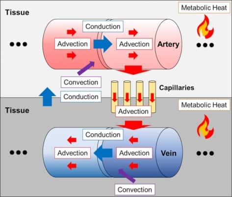 Personalized brain temperature maps created using MRI and biophysical ...