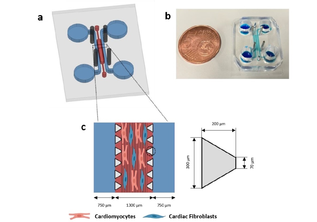 Microfluidic platform generates realistic cardiac tissue – Physics World