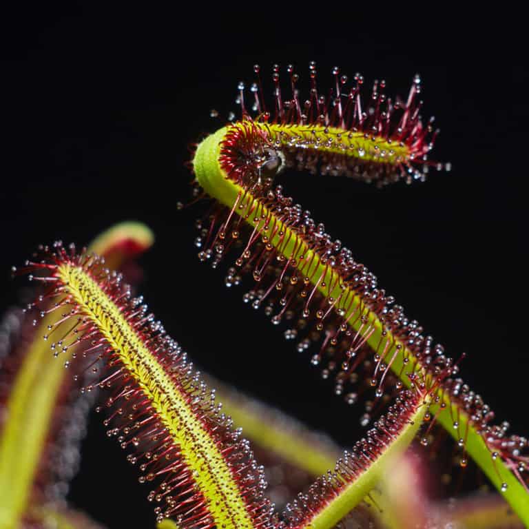 Replicating how plants move – Physics World