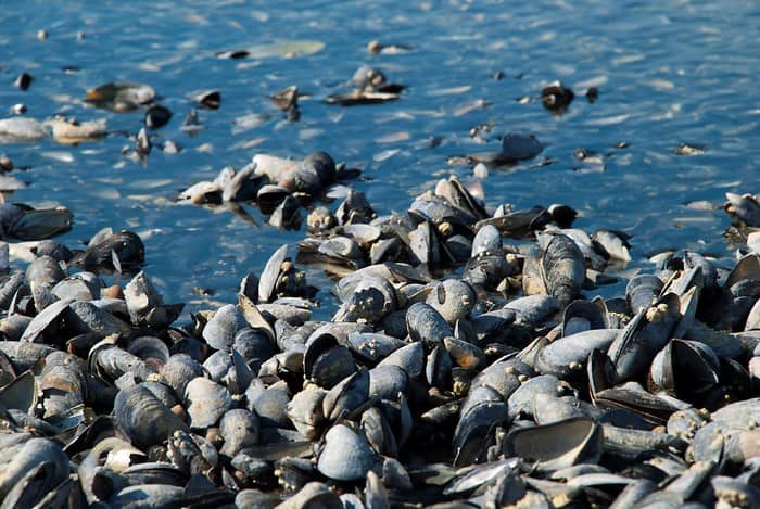 Mussels mix proteins and metals to create sticky threads – Physics World