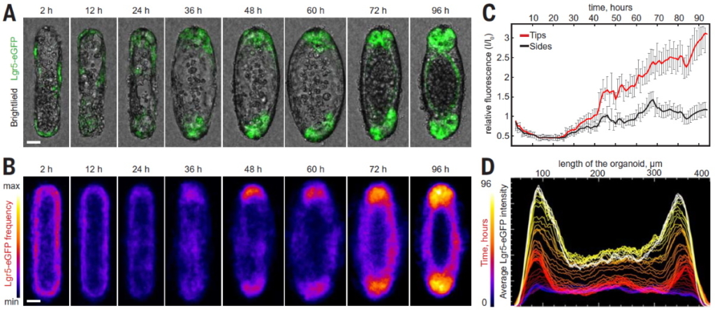 From form comes function: moving from random to deterministic organoid ...