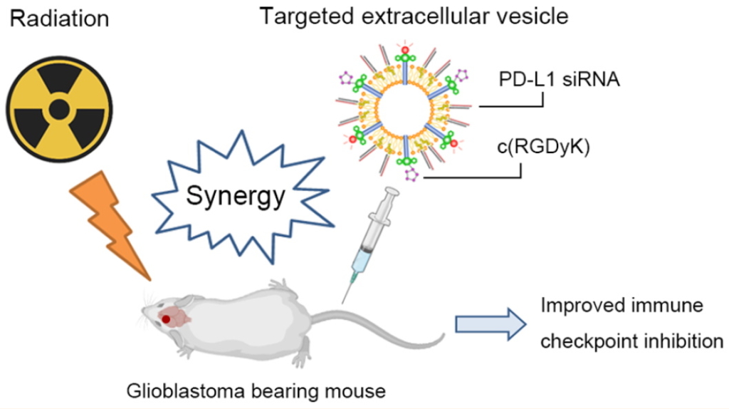 Immunotherapy plus radiotherapy: the next big opportunity in radiation ...