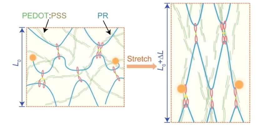 Stretching the limits: novel material produces highly conductive ...