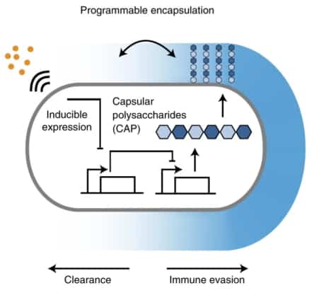 Cancer-killing bacteria evade the immune system – Physics World