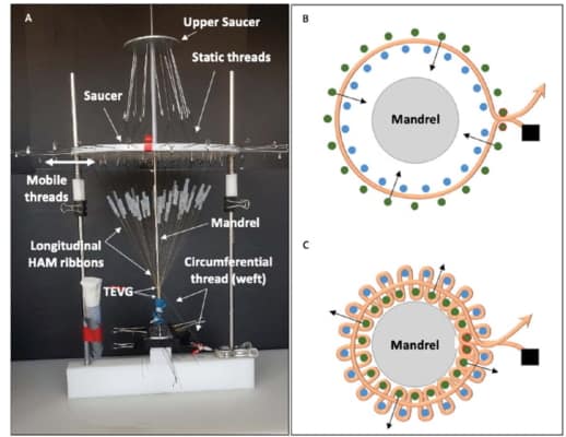 Vascular grafts created by weaving threads of amniotic membrane ...