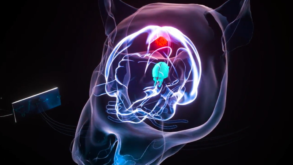Ultrahigh-field MRI reveals how blue light stimulates the brain ... Ultrahigh-field MRI reveals how blue light stimulates the brain ...