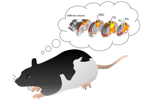 Novel imaging platform reveals the neuronal basis of a drifting mind ...