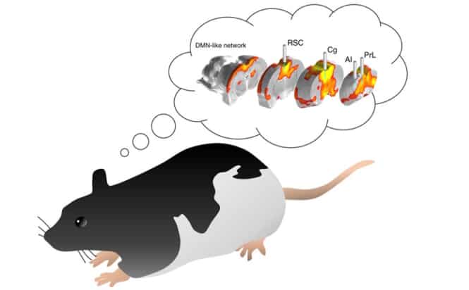Novel imaging platform reveals the neuronal basis of a drifting mind ...