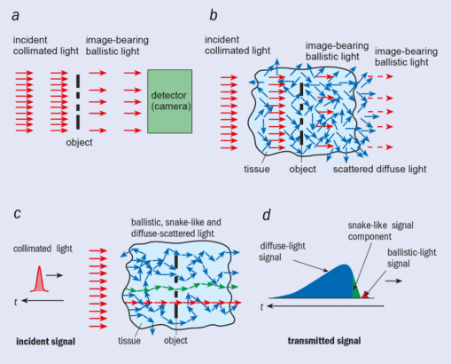Biomedical optics – Physics World