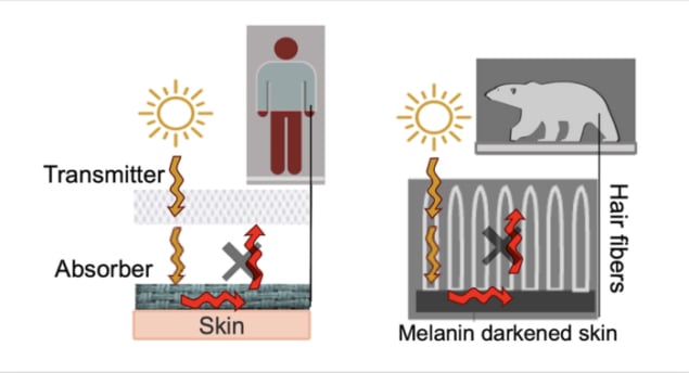 Polar bear fur inspires solar-thermal textiles – Physics World