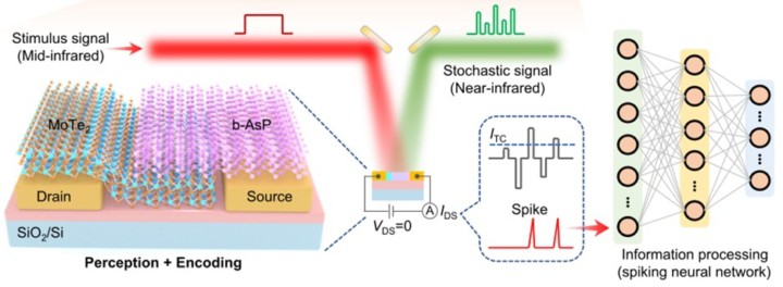 Artificial retina enables perception and encoding of mid-infrared ...