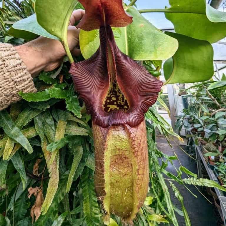 Physics of carnivorous pitcher plants, daring nuclear-reactor mission ...
