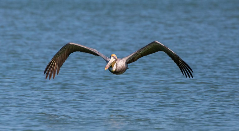 Simple equation predicts how quickly animals flap their wings – Physics ...