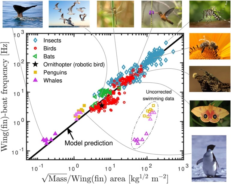 Simple equation predicts how quickly animals flap their wings – Physics ...