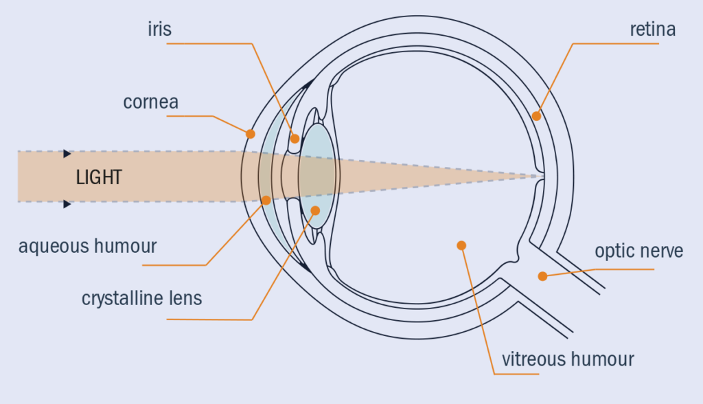 Oculomics: a window to the health of the body – Physics World