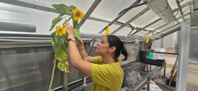 Sunflowers ‘dance’ together to share sunlight – Physics World