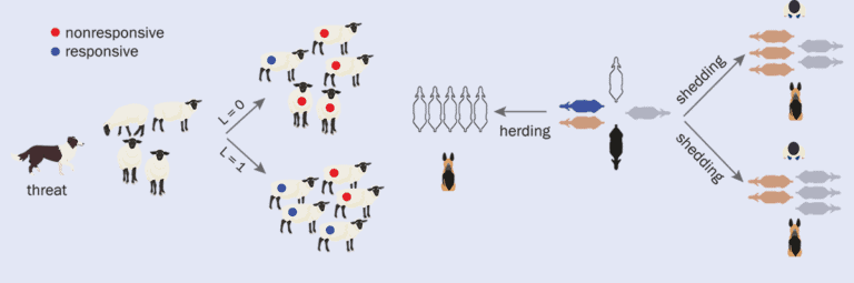 Field work – the physics of sheep, from phase transitions to collective ...