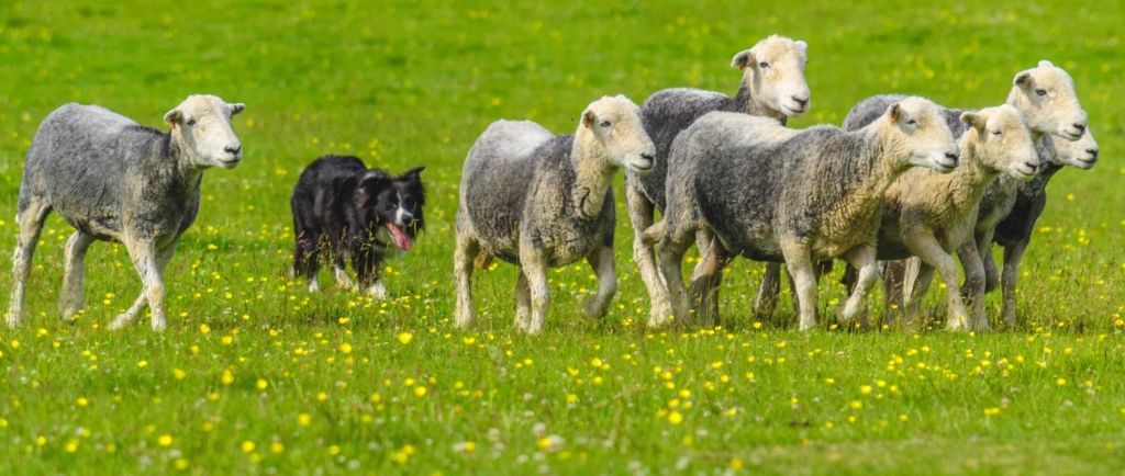 Field work – the physics of sheep, from phase transitions to collective ...