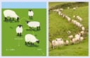 Field work – the physics of sheep, from phase transitions to collective ...