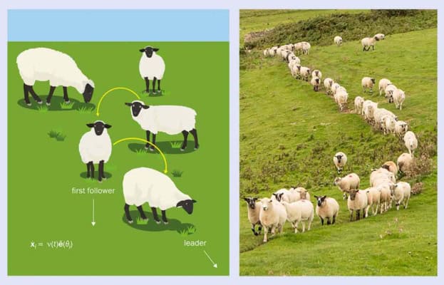 Field work – the physics of sheep, from phase transitions to collective ...