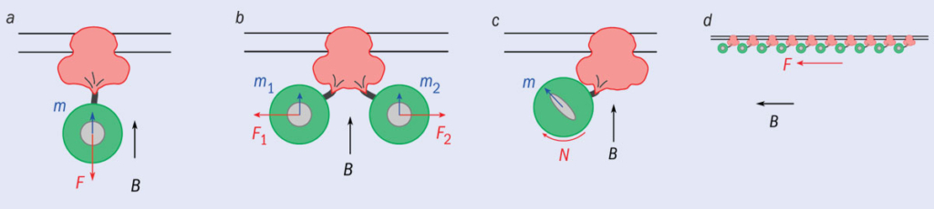 Physics for excited neurons – Physics World