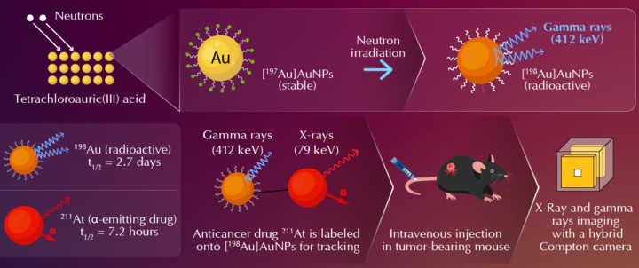 Radioactive gold nanoparticles could track drug distribution in the ...